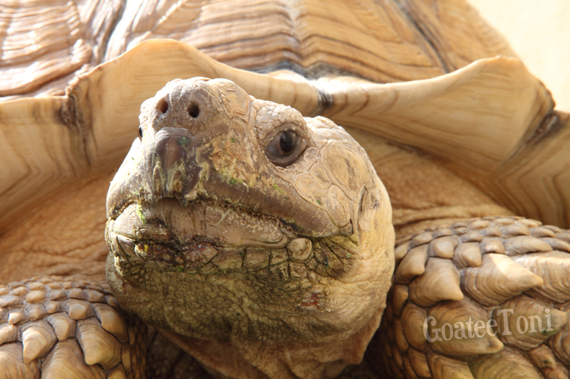 Ajani the African Tortoise | JURASSIC GARAGE