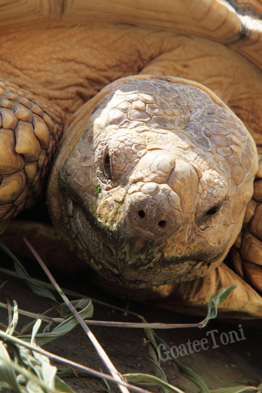 Ajani the African Tortoise | JURASSIC GARAGE