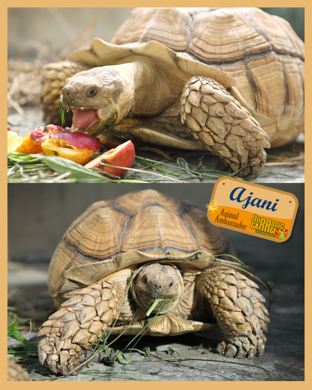 Introducing Ajani the African tortoise | JURASSIC GARAGE